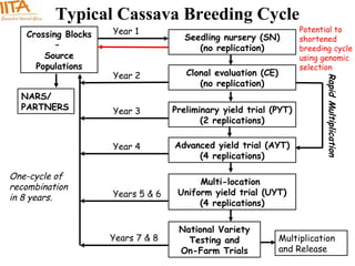 Cassava Morphological Characteristics and trait evaluation at different ...