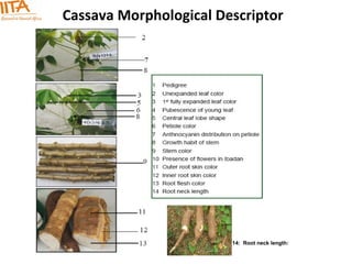 Cassava Morphological Characteristics and trait evaluation at different ...