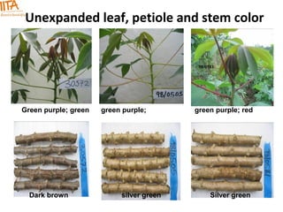 Cassava Morphological Characteristics and trait evaluation at different ...