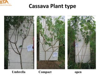 Cassava Morphological Characteristics and trait evaluation at different ...