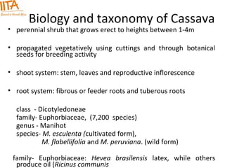 Cassava Morphological Characteristics and trait evaluation at different ...