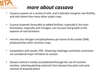 Cassava Morphological Characteristics and trait evaluation at different ...
