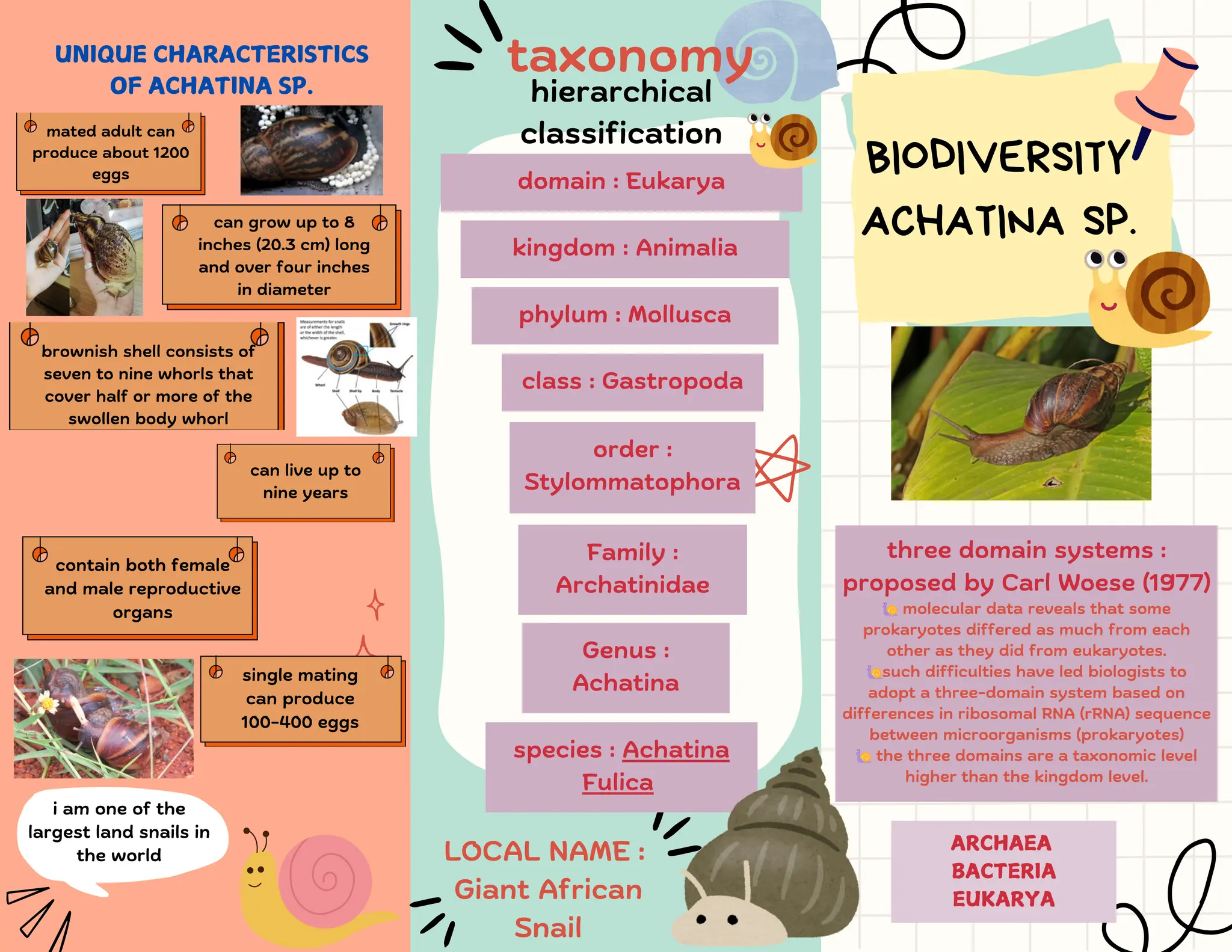biology template for topic biodiversity achatina sp | PDF