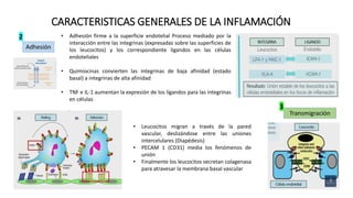 FARMACOTERAPIA DE LOS AINES Y TODO SUS MECANISMOS | PDF