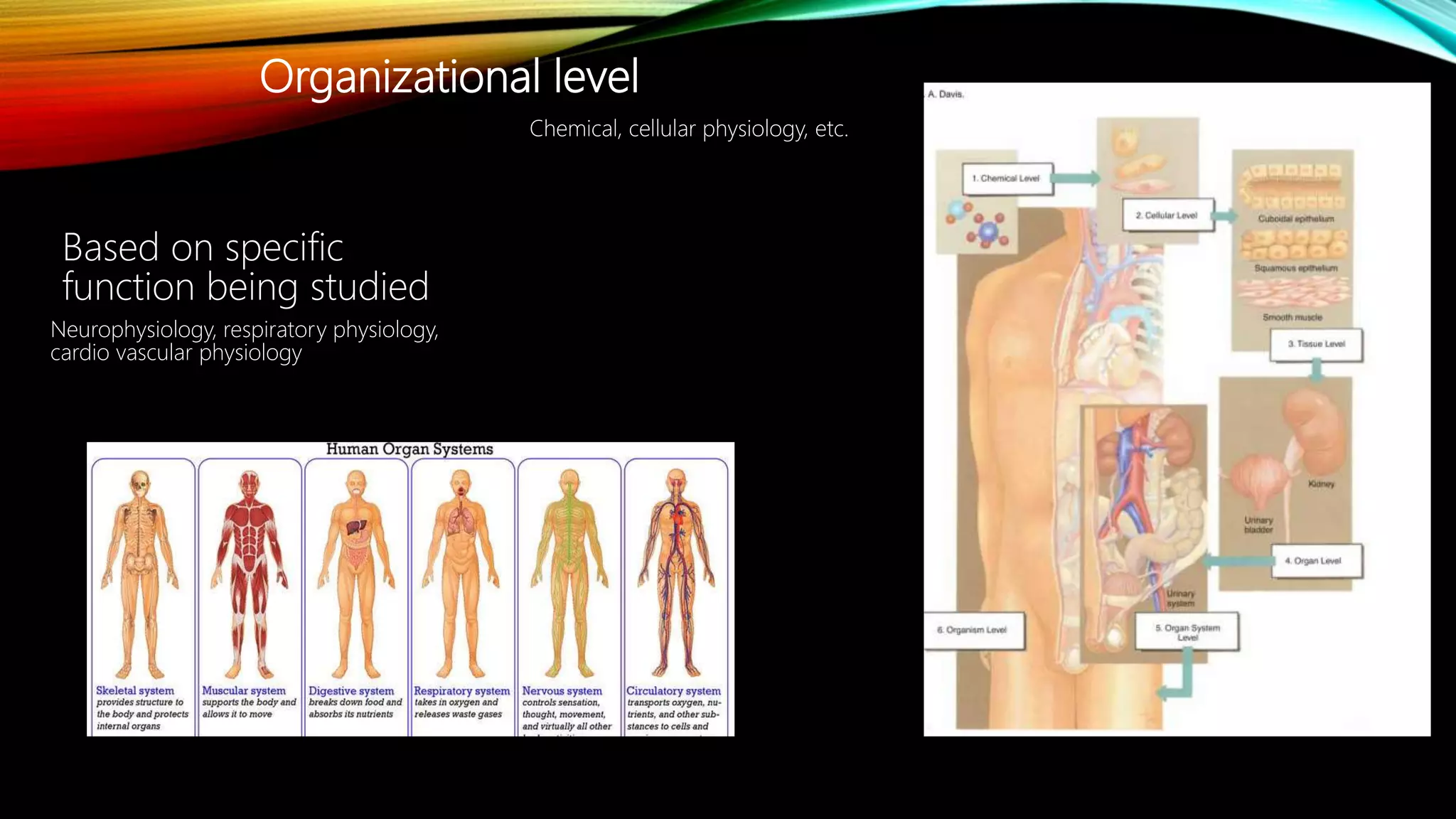 A)introduction to human body | PPTX