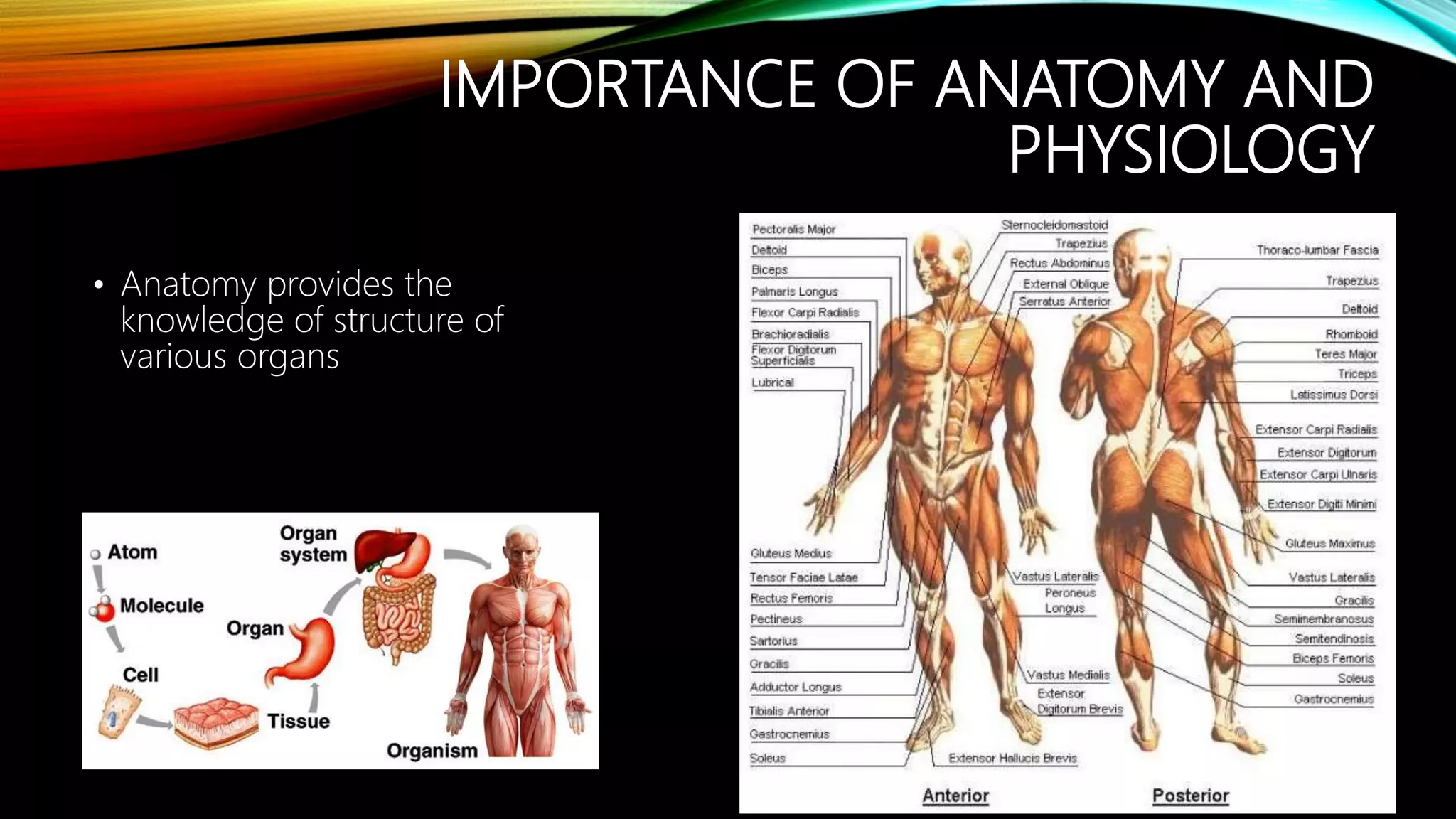 A)introduction to human body | PPTX