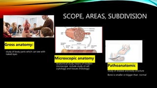 A)introduction to human body | PPTX
