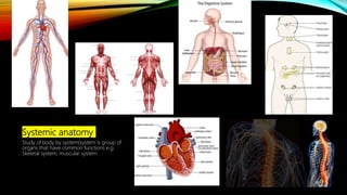 A)introduction to human body | PPTX