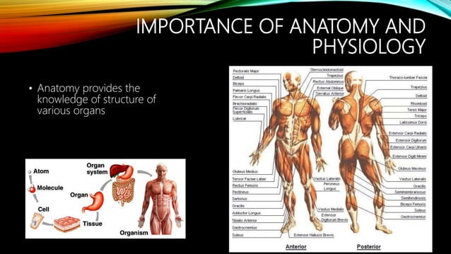 A)introduction to human body | PPTX