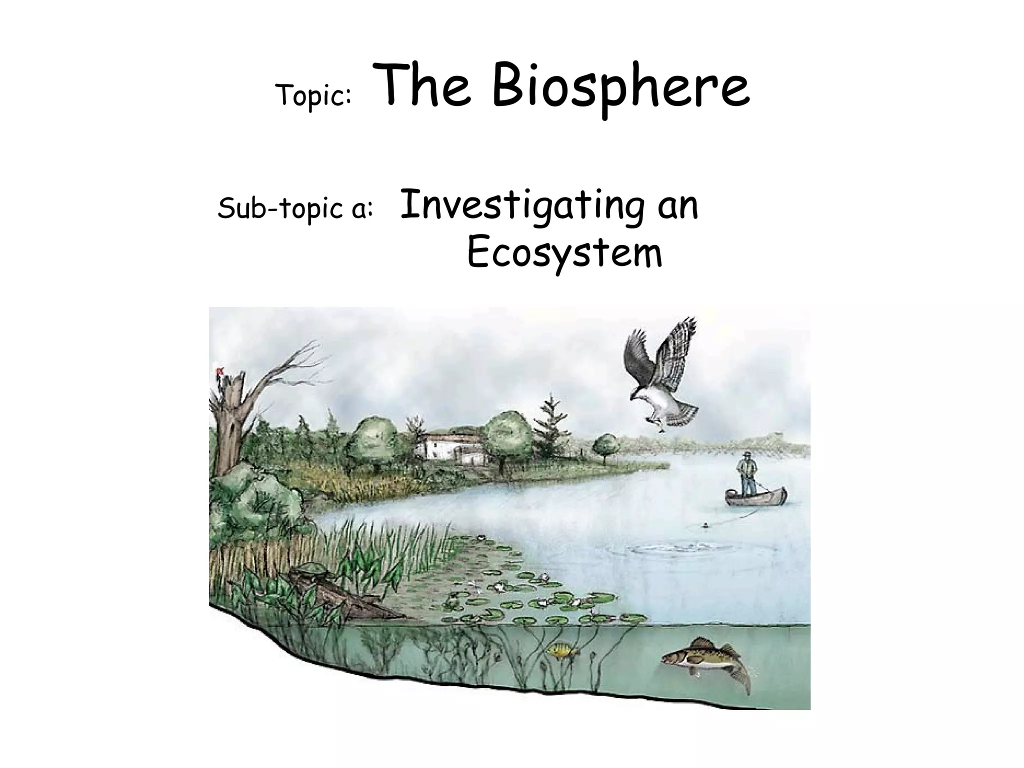 (A) Investigating An Ecosystem | PPT