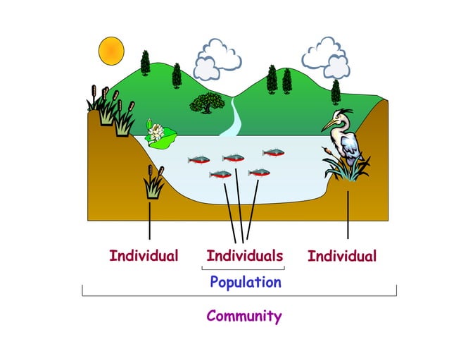 (A) Investigating An Ecosystem | PPT | Biological Sciences | Science