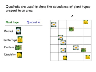 (A) Investigating An Ecosystem | PPT