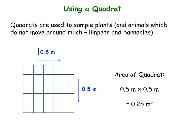 (A) Investigating An Ecosystem