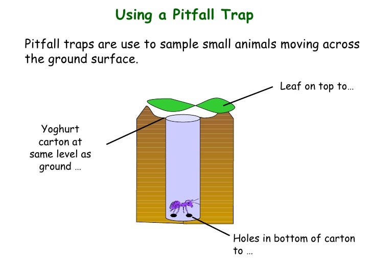 (A) Investigating An Ecosystem