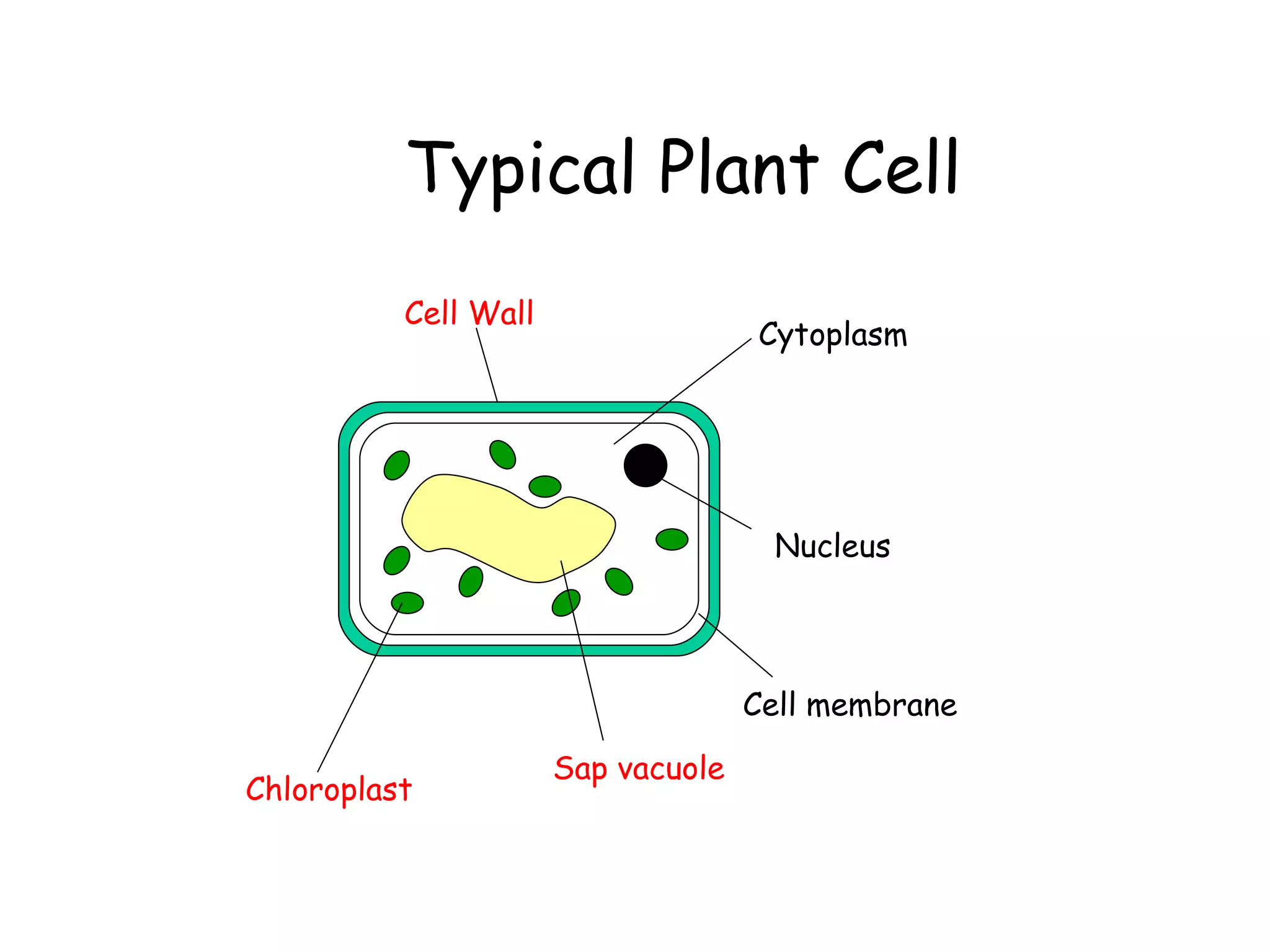 (A) Investigating Cells | PPT