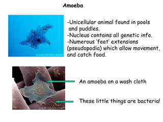 (A) Investigating Cells | PPT