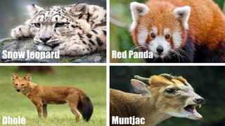 SIKKIM SCIENCE PROJECT | PDF