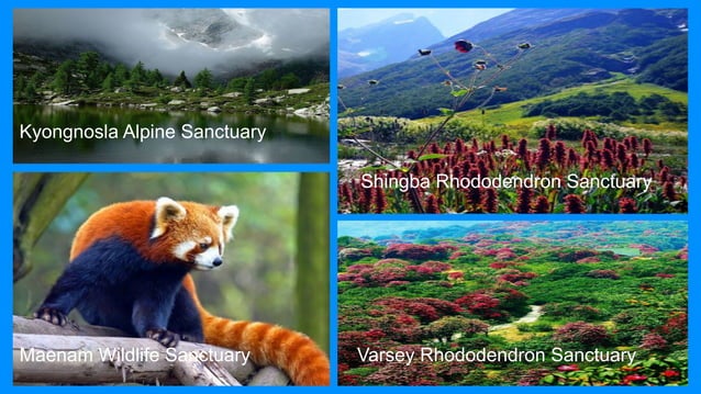 SIKKIM SCIENCE PROJECT | PDF | Birdwatching | Hobbies & Interests