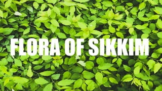 SIKKIM SCIENCE PROJECT | PDF