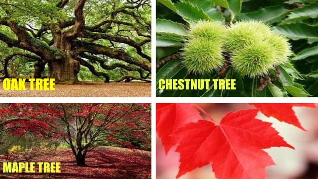 SIKKIM SCIENCE PROJECT | PDF | Birdwatching | Hobbies & Interests