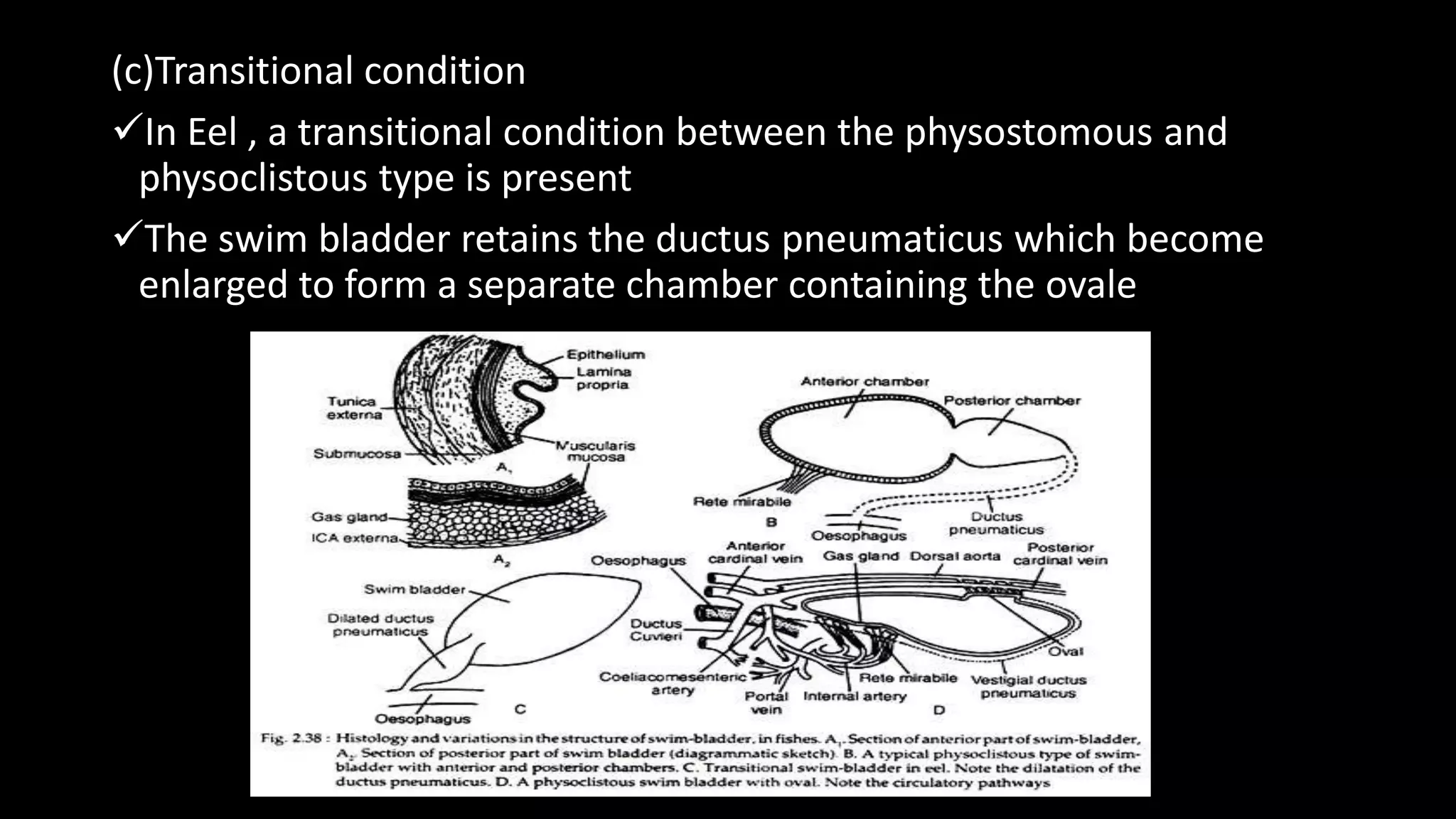 AIR BLADDER-FUNCTIONS.pptx