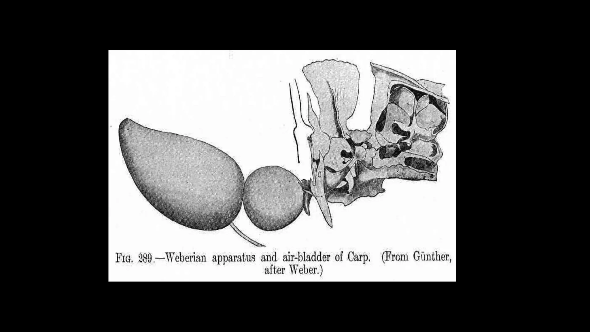AIR BLADDER-FUNCTIONS.pptx