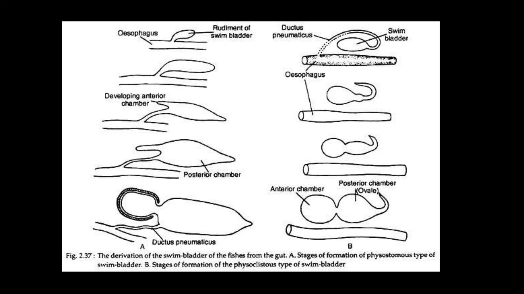 AIR BLADDER-FUNCTIONS.pptx