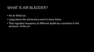 AIR BLADDER-FUNCTIONS.pptx
