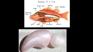 AIR BLADDER-FUNCTIONS.pptx