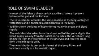 AIR BLADDER-FUNCTIONS.pptx