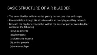 AIR BLADDER-FUNCTIONS.pptx