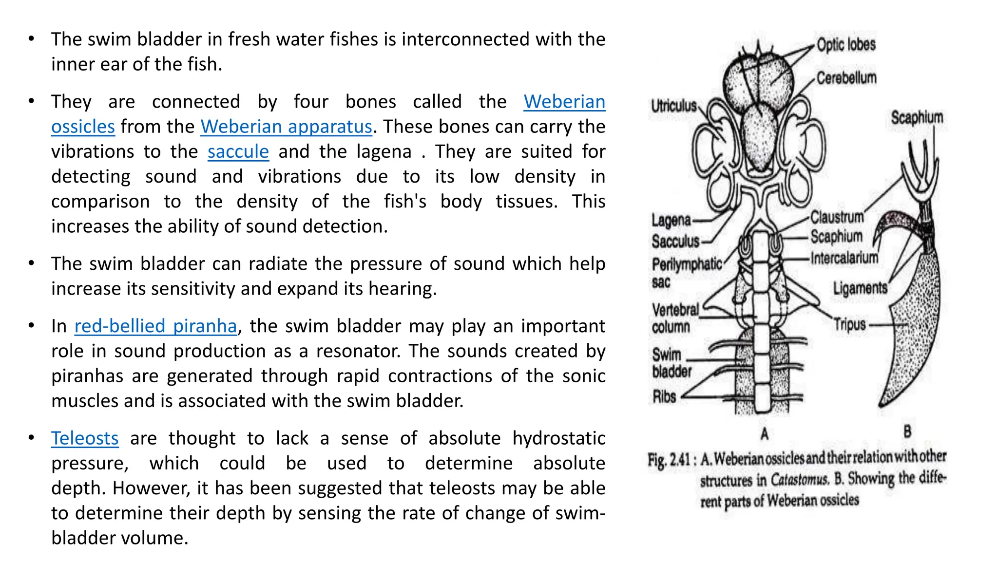 Air bladder and weberian ossicles of fishes.pptx