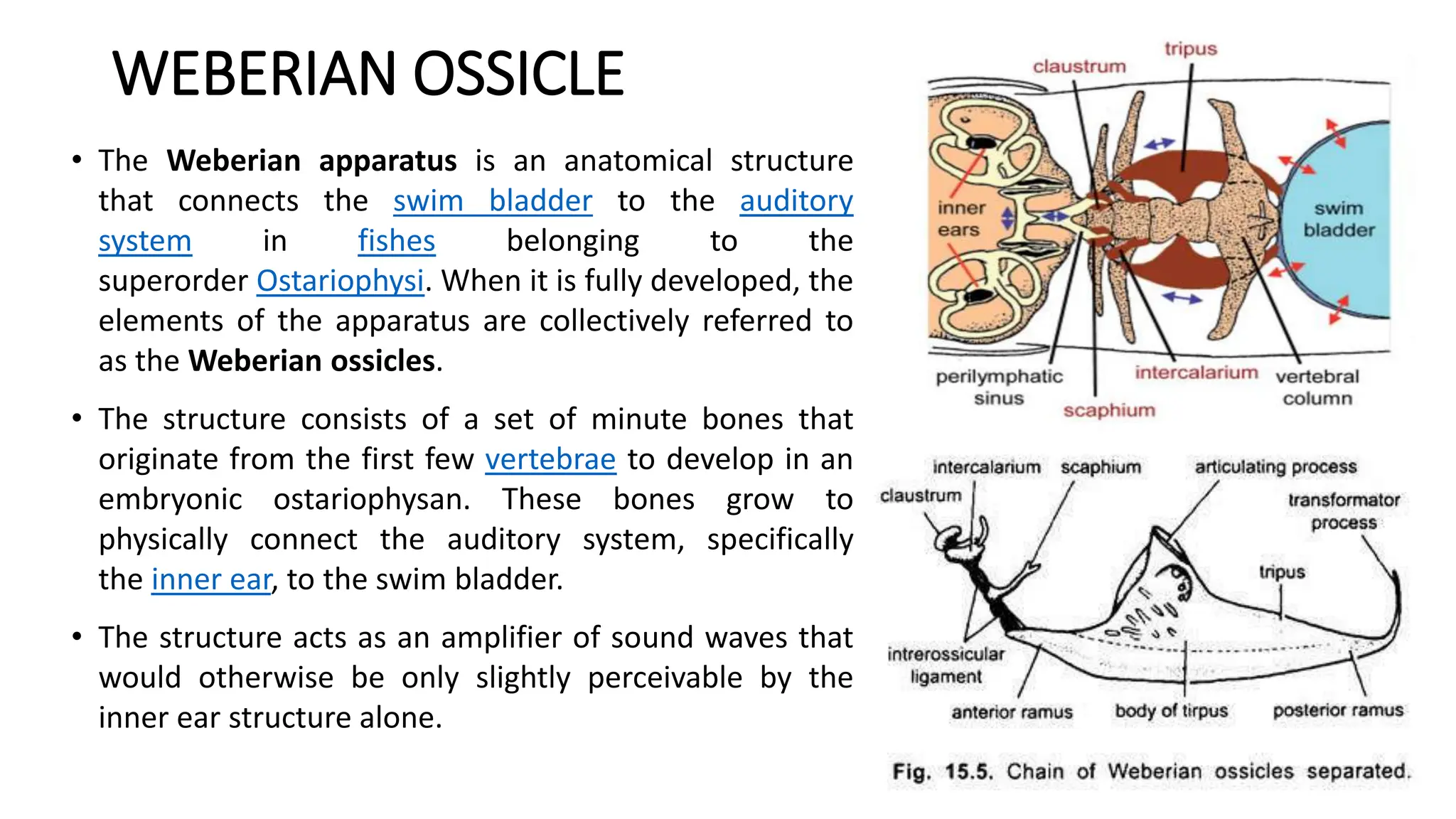 Air bladder and weberian ossicles of fishes.pptx | Fish and Aquariums | Pets