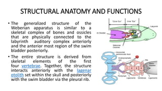 Air bladder and weberian ossicles of fishes.pptx