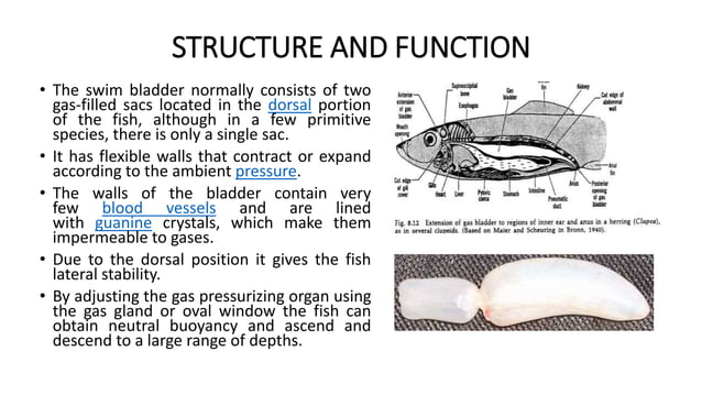Air bladder and weberian ossicles of fishes.pptx | Fish and Aquariums ...