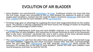Air bladder and weberian ossicles of fishes.pptx