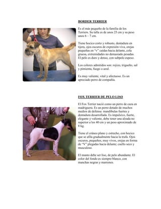 Que Peso Debe Tener Un Border Terrier