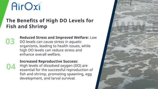 AirOxi Aeration Tubes: A Lifeline for High-Density Fish and Shrimp ...