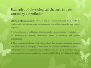 Air pollution stress plants Zia Amjad.pptx