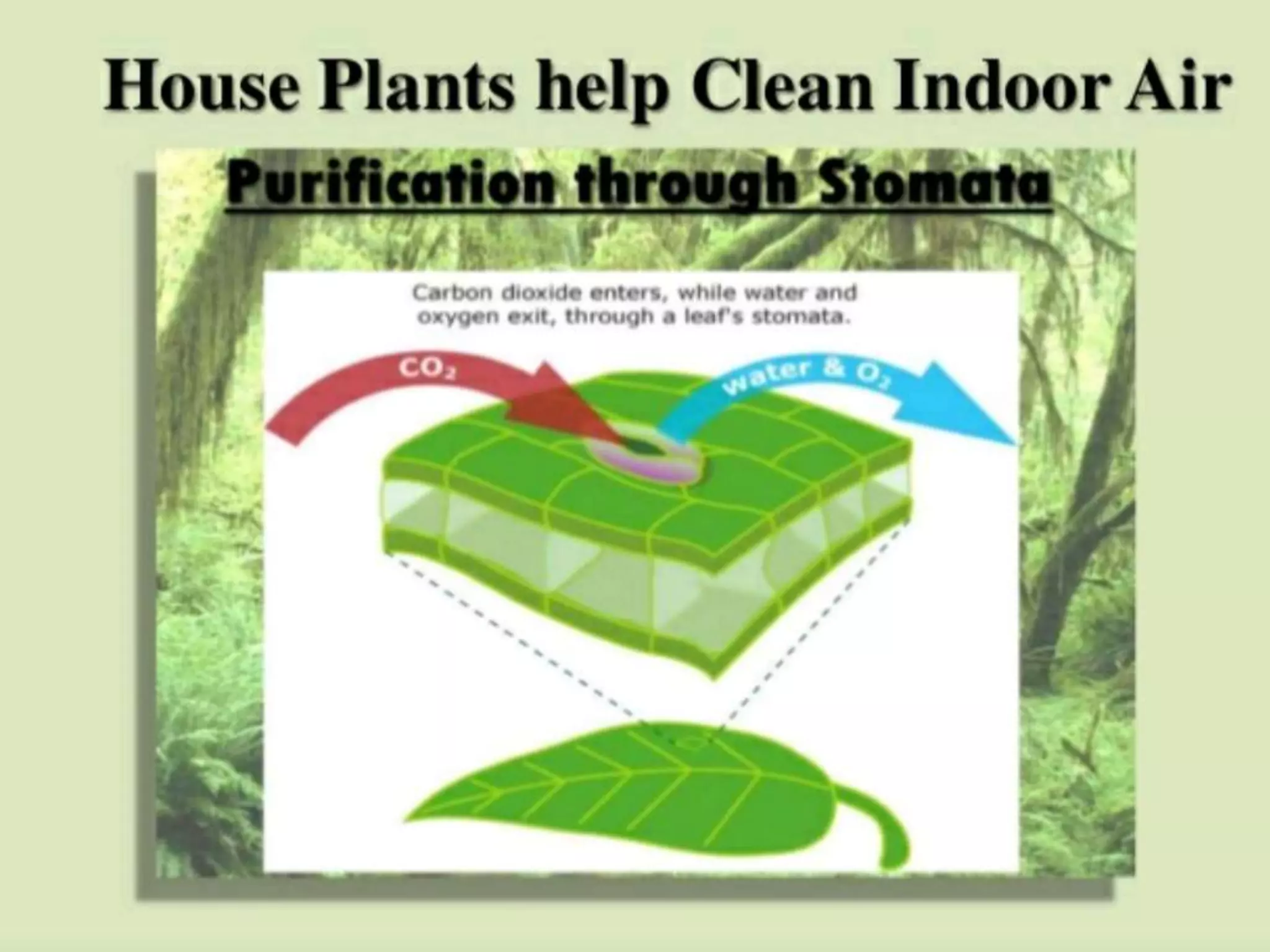 Air purifying indoor plants | PPTX