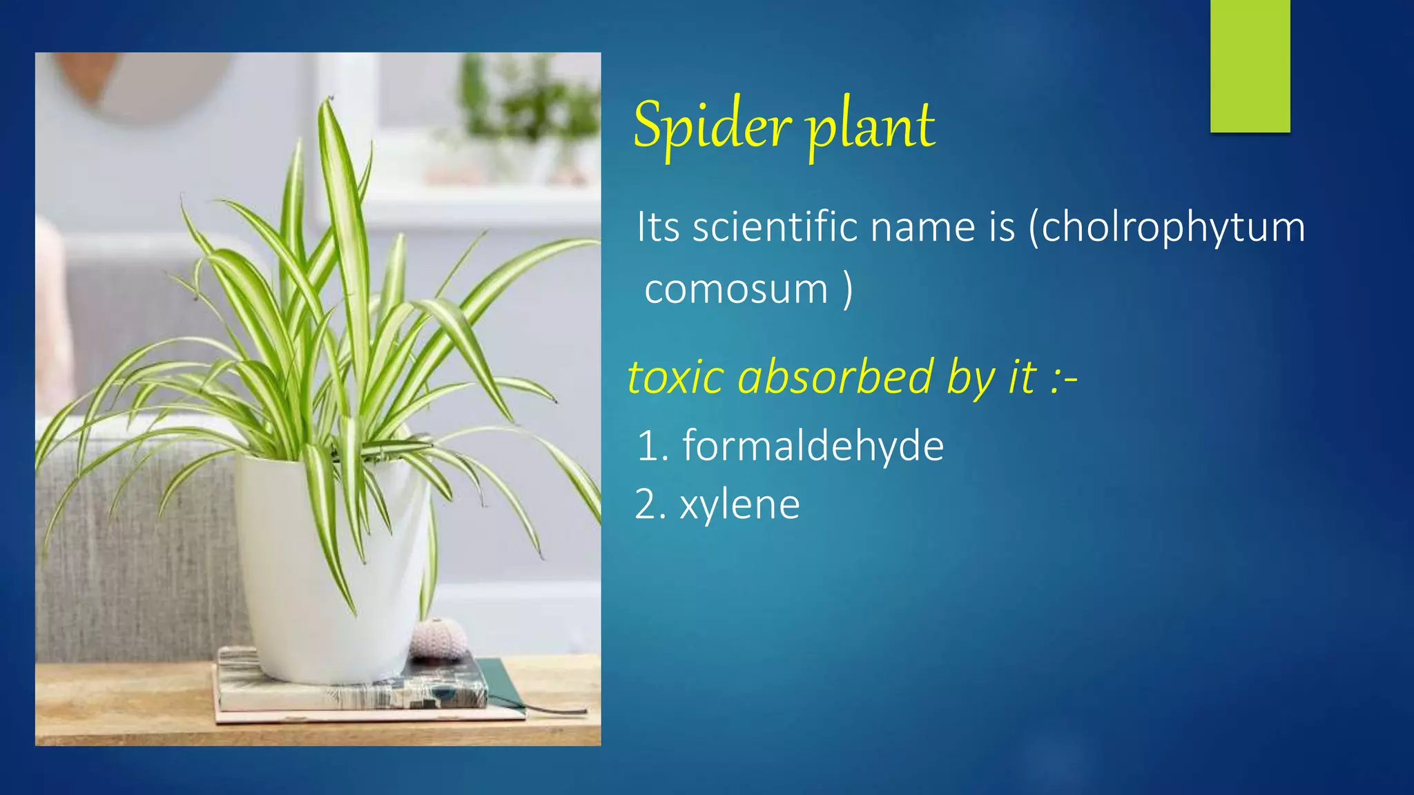 air purifying plants kanak garg 8c.pptx