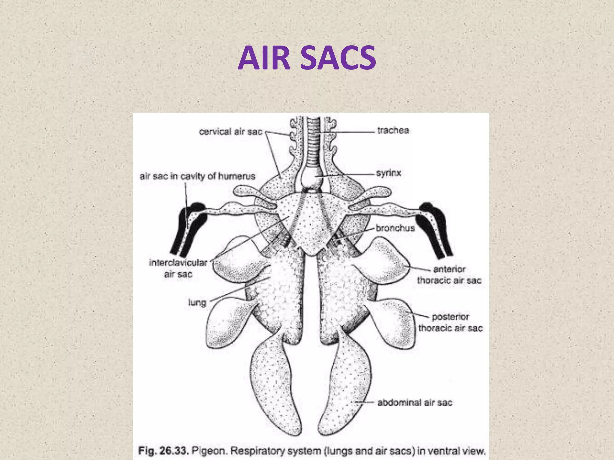 Air sacs of bird(blue rock pigeon) | PPTX