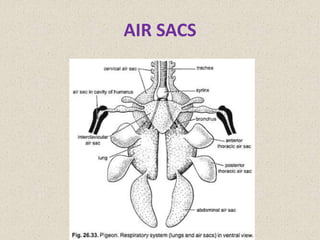 Air sacs of bird(blue rock pigeon) | PPTX