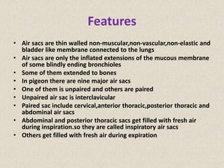 Air sacs of bird(blue rock pigeon) | PPTX
