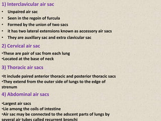 Air sacs of bird(blue rock pigeon) | PPTX