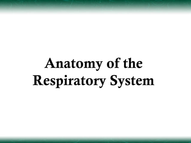 Airway | PPT