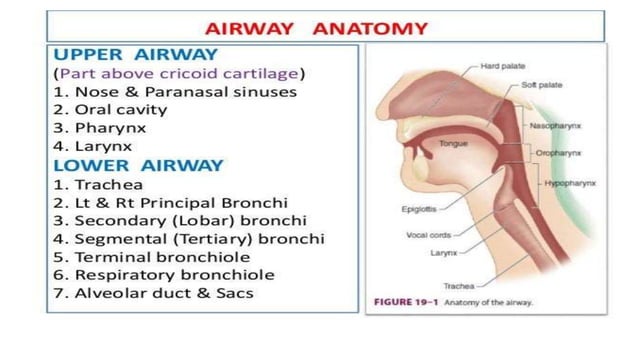 AIRWAY | PPT