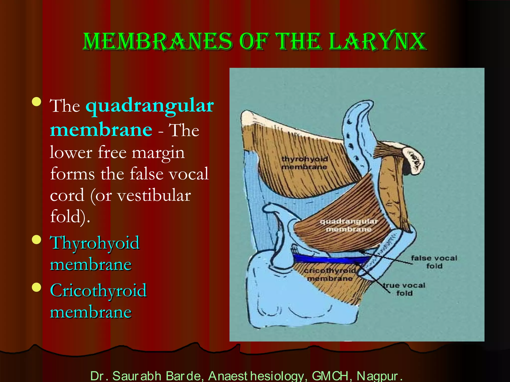 Airway anatomy | PPT