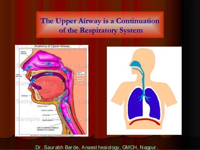 Upper Airway Anatomy Intubation