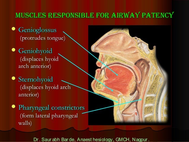 Airway Anatomy